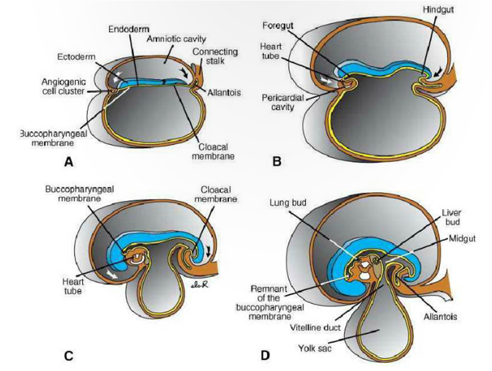 Morfo Estomatognático I