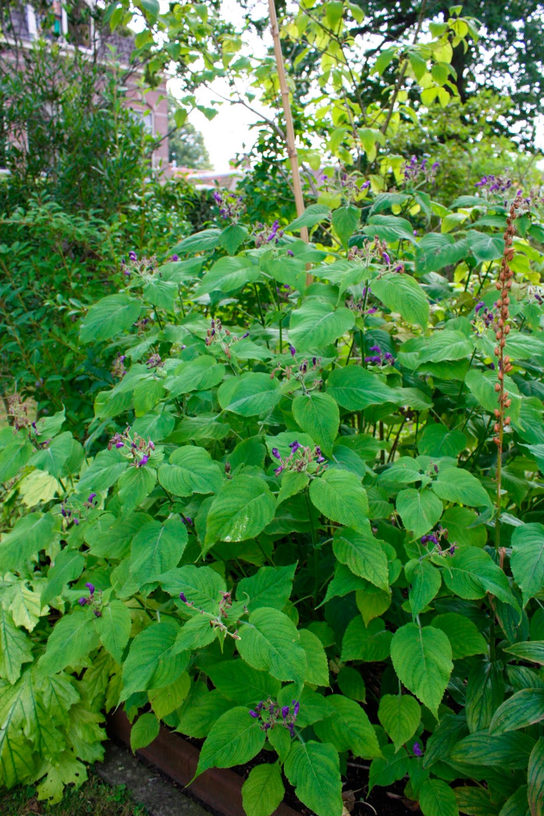 Koopman's Botanica: Strobilanthes atropurpurea – Trompetkruid