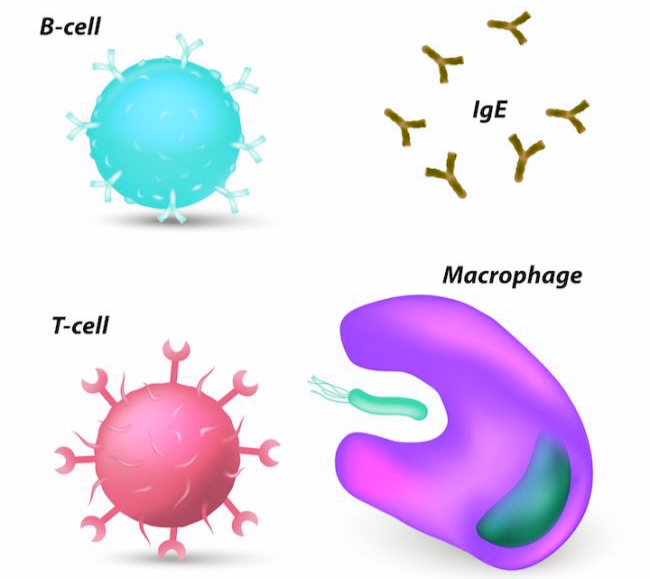 Bentuk Antibodi, Cara Kerja, Jenis, Jumlah, Tempat dan Cara Pembuatan ...