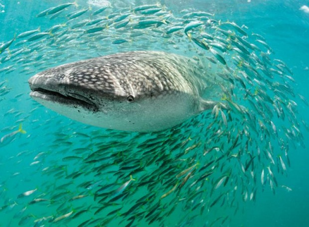 7 hewan-hewan unik di dunia ~ FORESTER UNTAD BLOG