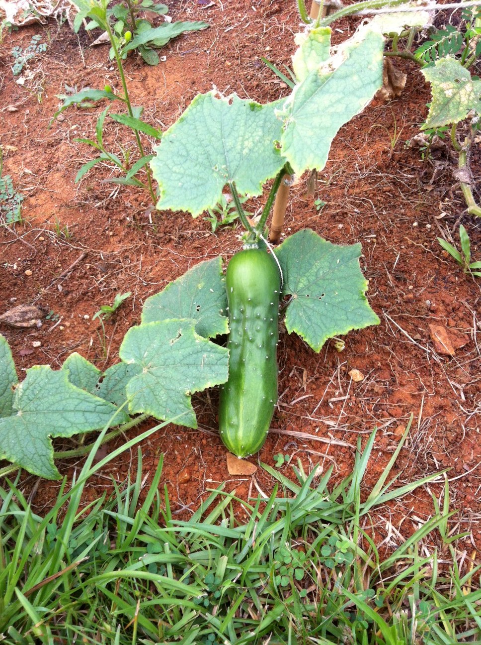 Urban Farmers Punto Com: abril 2012