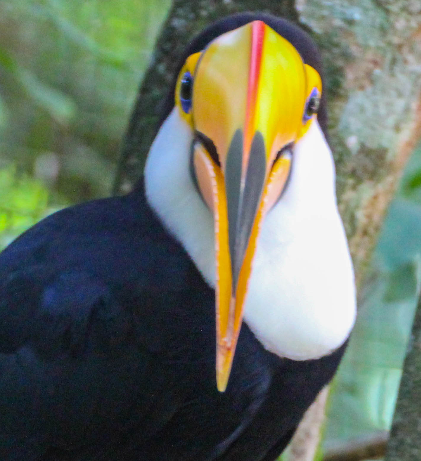 Cannundrums: Toco Toucan