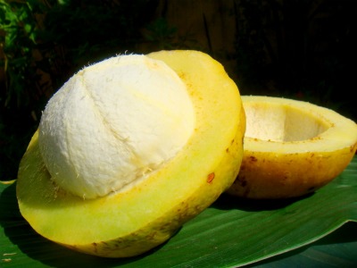 Bacuri - Platonia insignis Mart