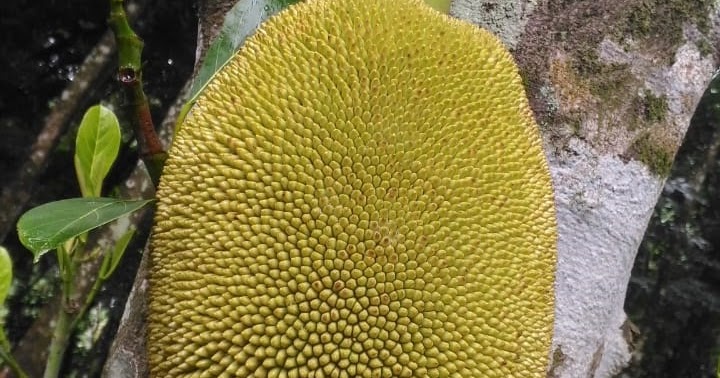 THE AROMA, DELICIOUSNESS, THE NUTRITIOUS FRUIT WHICH IS CALLED ...