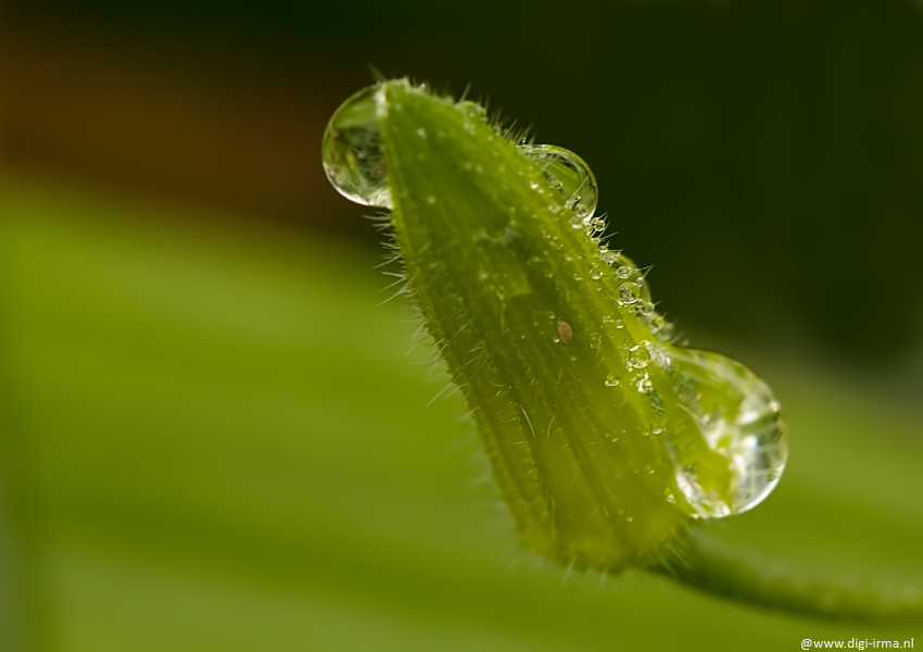Irma's Natuurbeleving: Druppels op planten en bloemknoppen