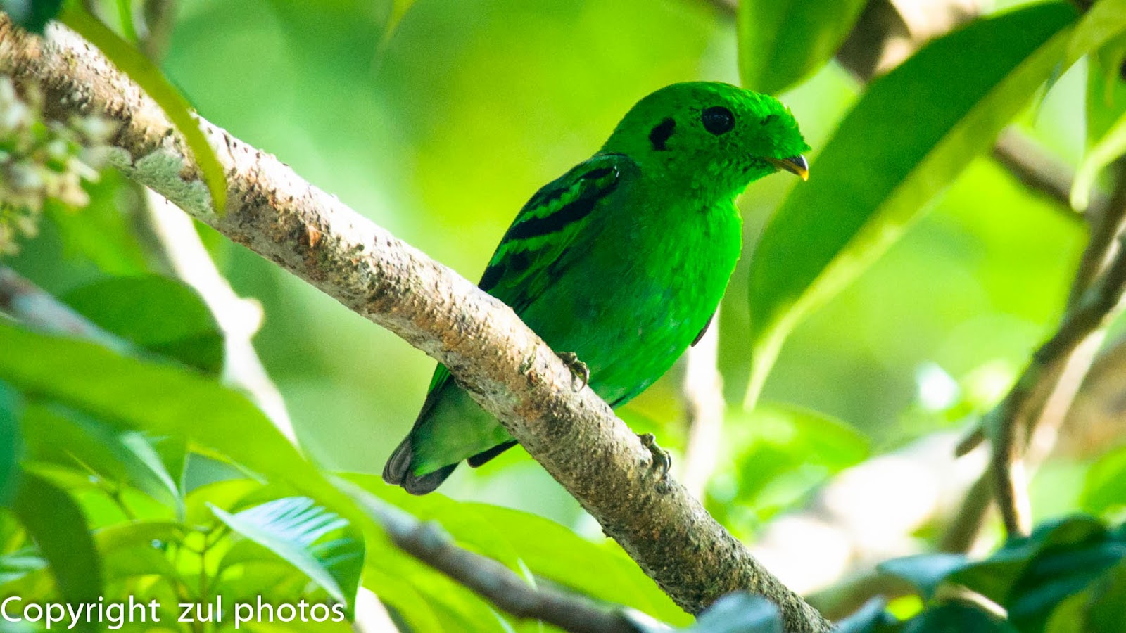 Zul Ya - Birds of Peninsular Malaysia: Green Broadbill