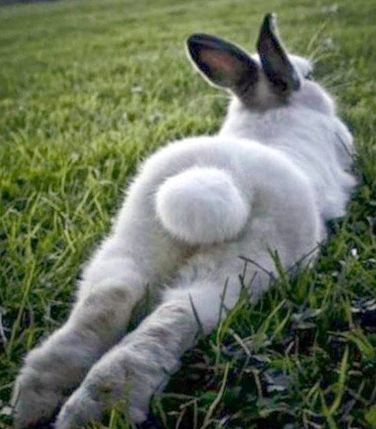 Painting Bunny Butts Art & Collectibles etna.com.pe