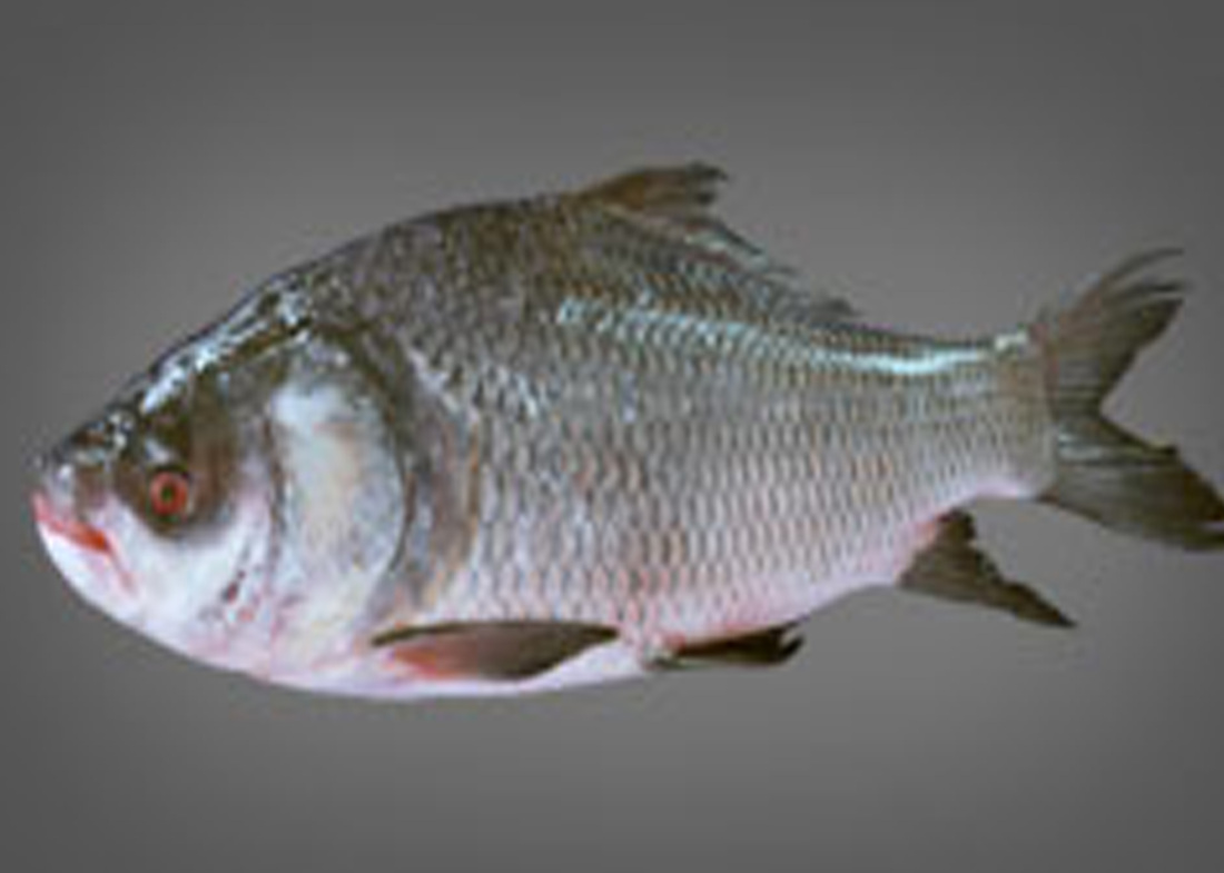 MAHALAXMI FISH COMPANY: MAHALAXMI FISH COMPANY