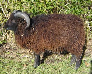 Spered Breizh Ouessants: Heritage Flock - PNRA Parc Régional National d ...