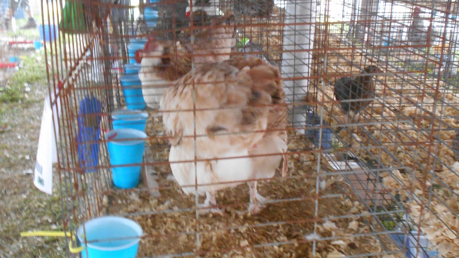 New York State of Mind: CHICKENS AT THE FAIR
