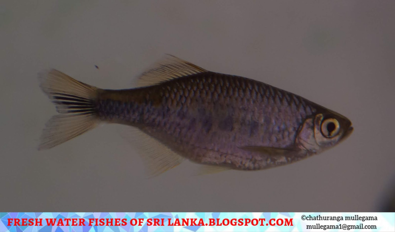 Barred danio/ Pathirana salaya (Danio pathirana) | FRESHWATER FISHES OF ...