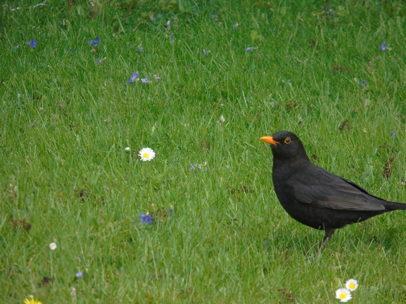 BIRD: The Blackbird