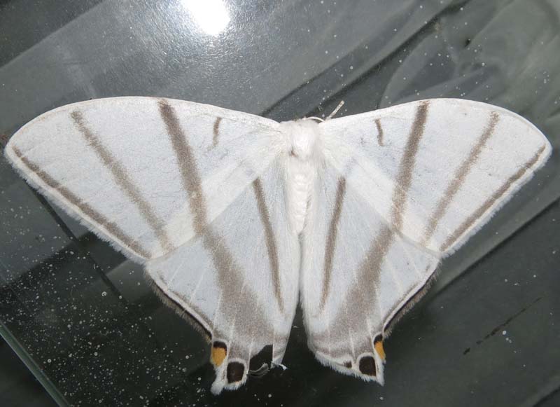 Birdernaturalist: Some Fancy Costa Rica Moths