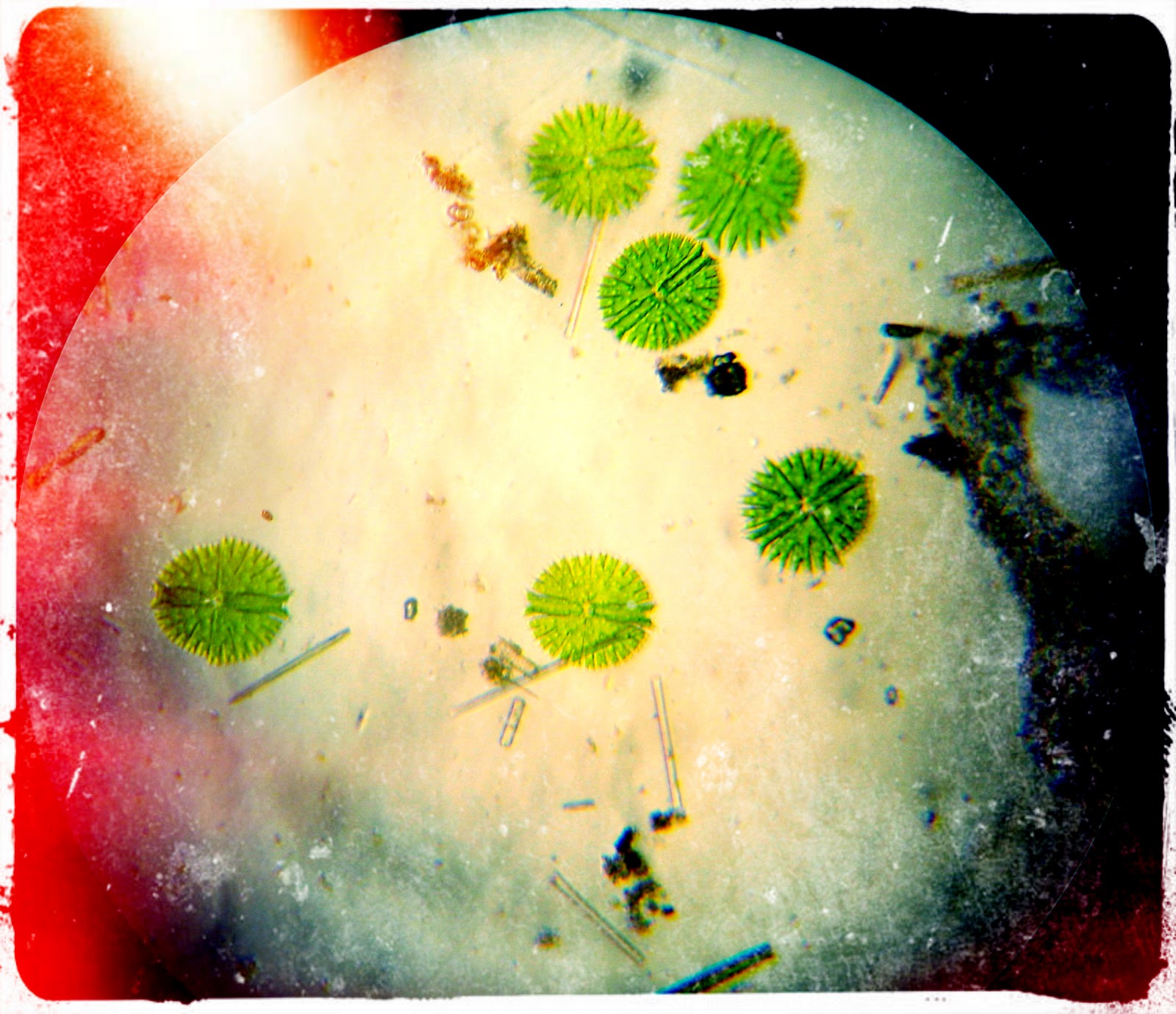 Cultivo de Microalgas em Fotobiorreatores: Show... Microalgas...