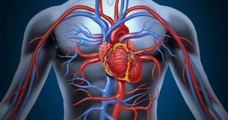 Frumoasa verde: Inima - motorul nostru intern