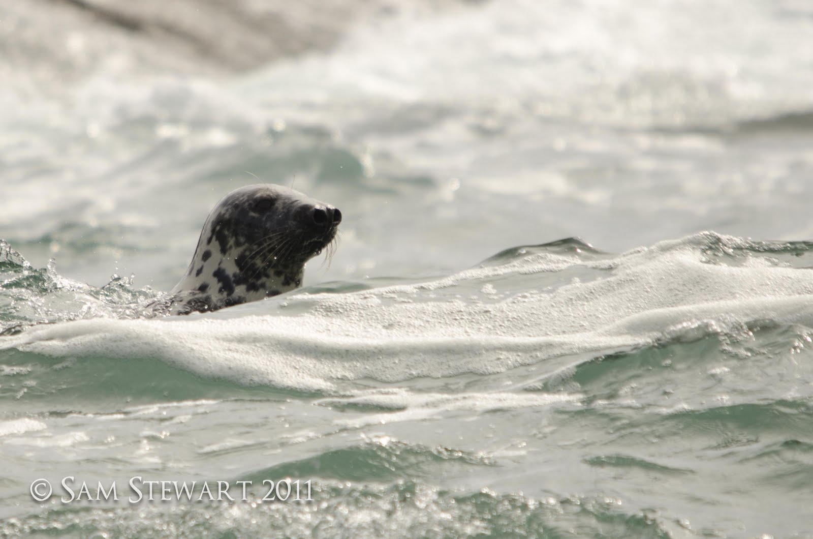 Grey Seals of the West Country: Distinguishing between Grey Seals