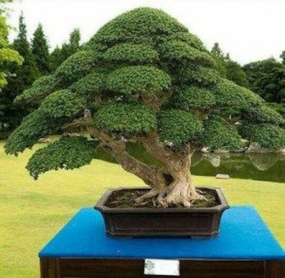45+ Unique Bonsai Trees Gardening Ideas For Backyard | ARA HOME