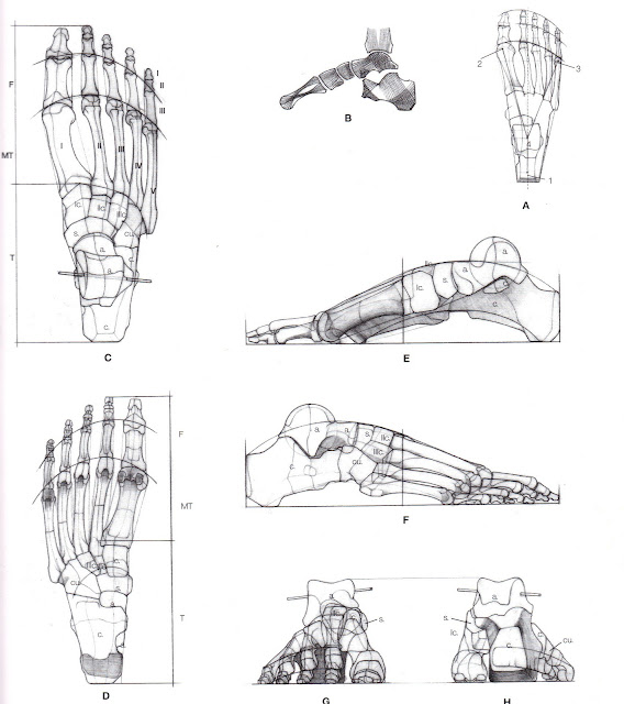 Foundation Figure: Day 14 - Foot