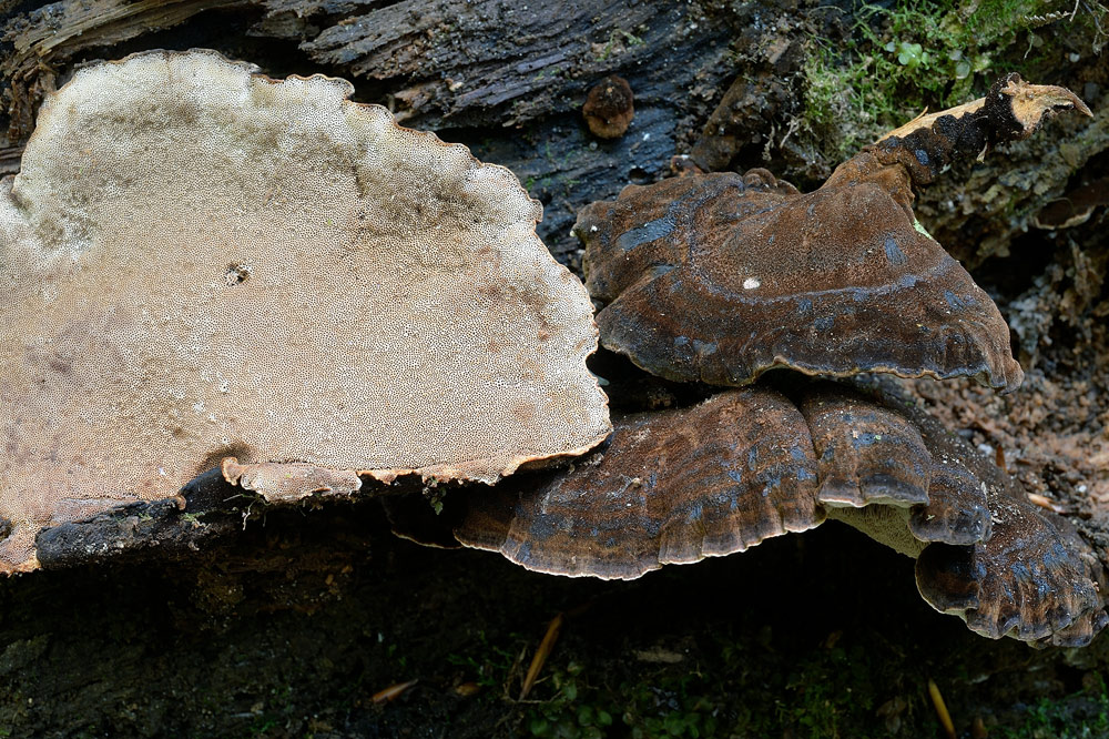 Funghi Teramani: Ischnoderma benzoinum (Wahlenb.) P. Karst.