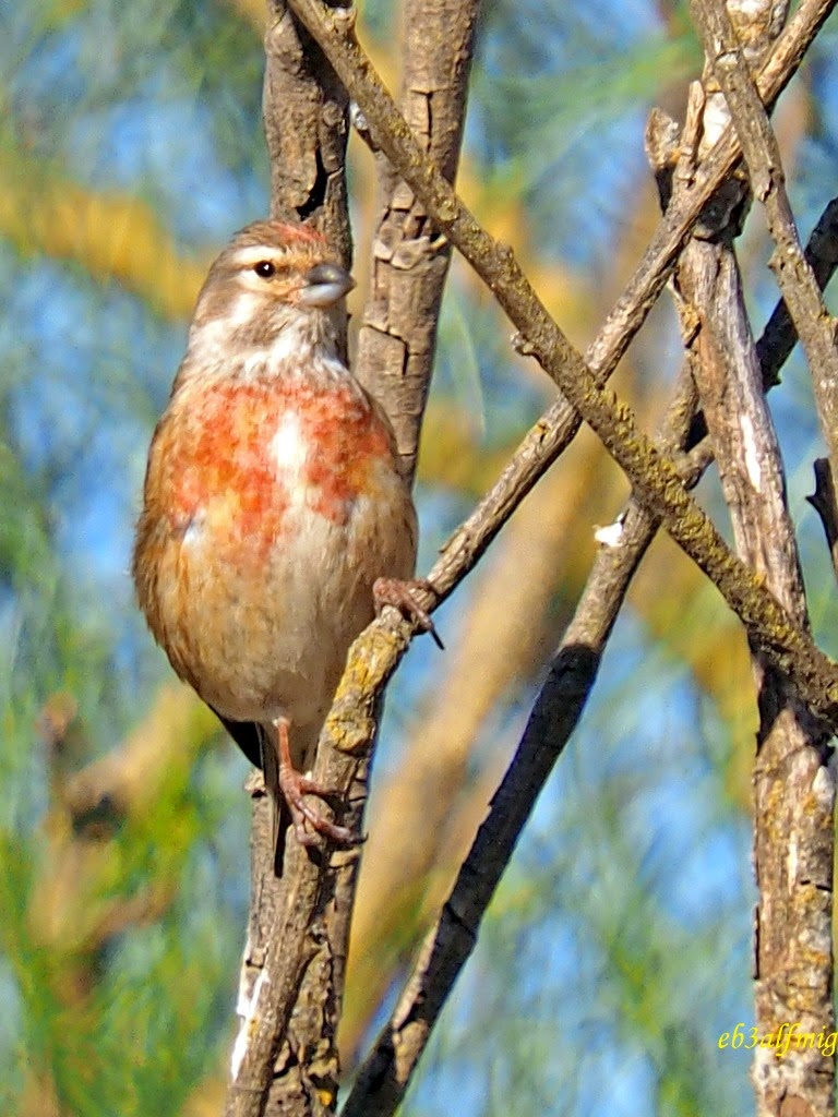 Miguel fotografia: Pardillo común (Carduelis cannabina)