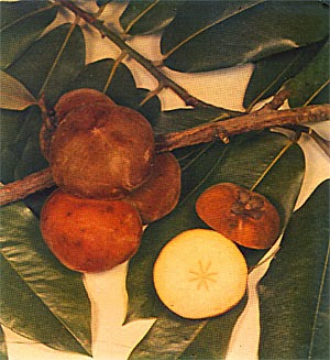 Living with Nature - School on Blog by Dr. Abercio V. Rotor: Rare ...