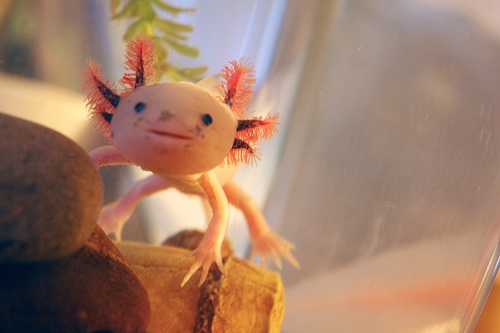Axolotls | The Life of Animals