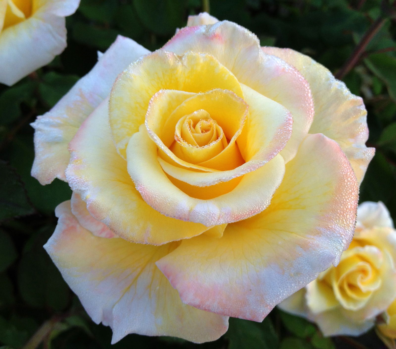 Rose Hybridizing: 'First Impression' Seedling