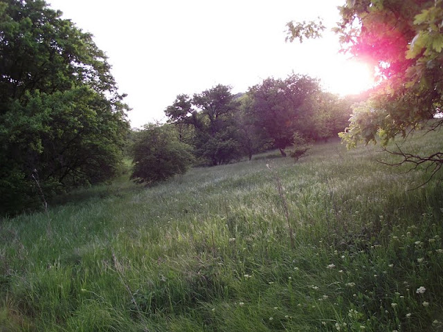 Country inside: Comorile ascunse ale Dobrogei ~ part.I ~ Bujorii din ...