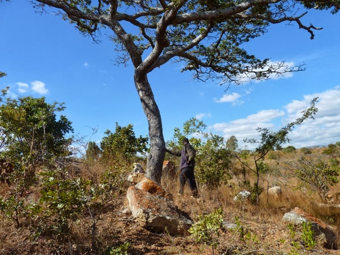 TAIFA KWANZA!: NYAYO ZA CHIFU MKWAWA (4)