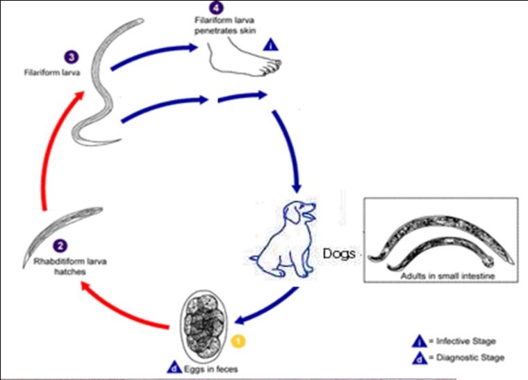 Creeping eruption, cutaneous larva migrans, cacing di kulit Medical ...