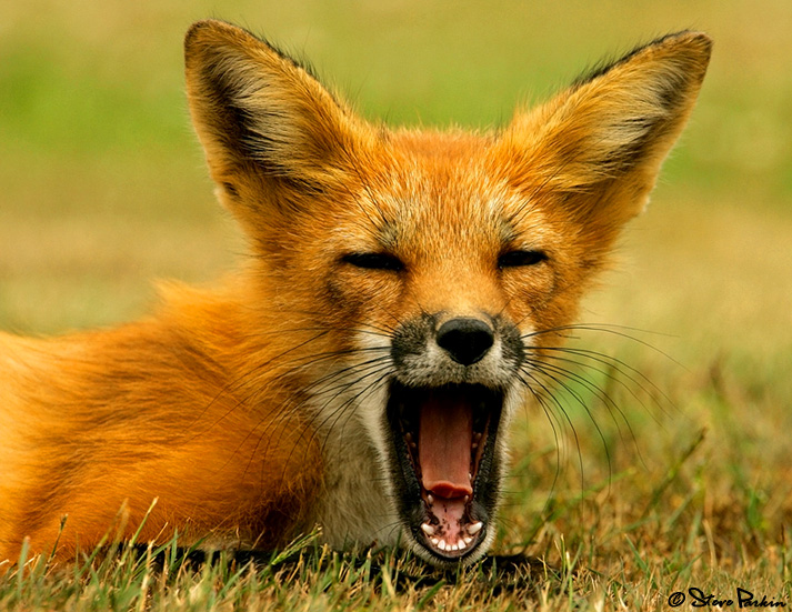 The Red Fox: Tired Legs