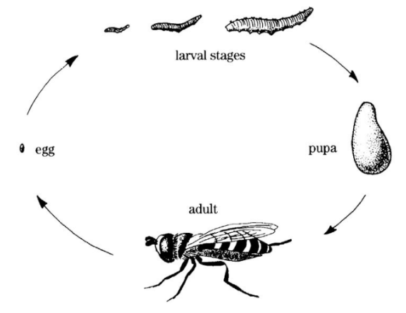 PTE Describe Image: Describe Image PTE Practice Sample Questions and ...