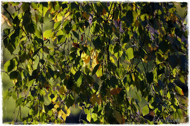 Suvikumpu: Glögikauden avaus