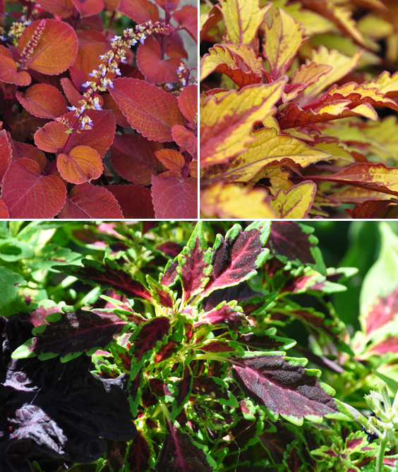 Three Dogs in a Garden: The Summer's Prettiest Container Plantings