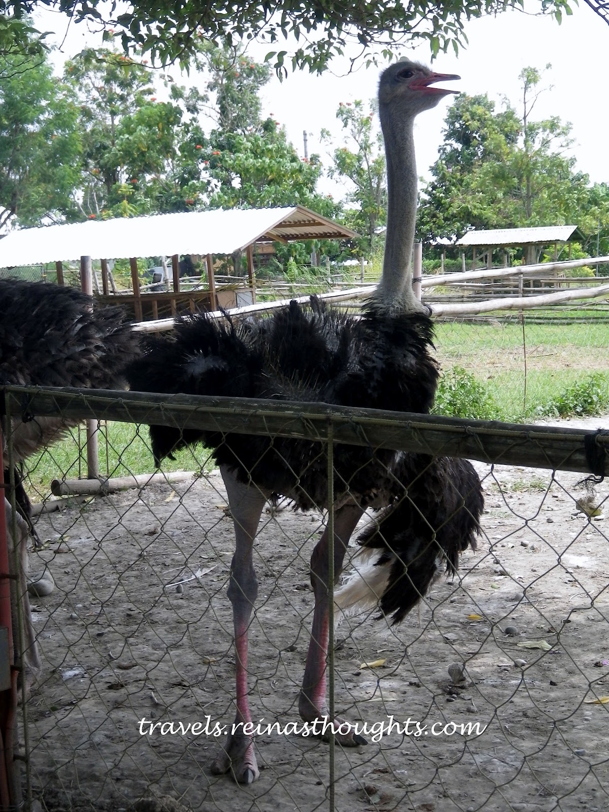 Crocodile Park: Davao City
