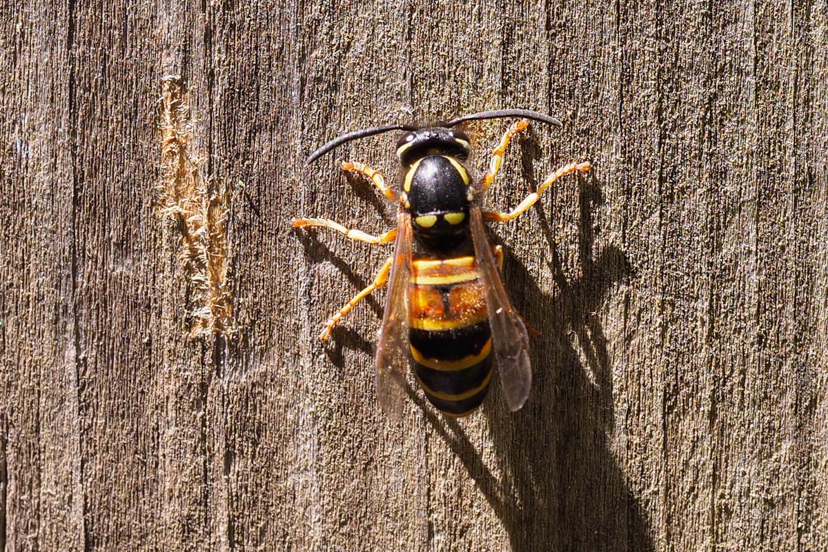 De Vogelkijker!: Idylle en 'What's in a name'.