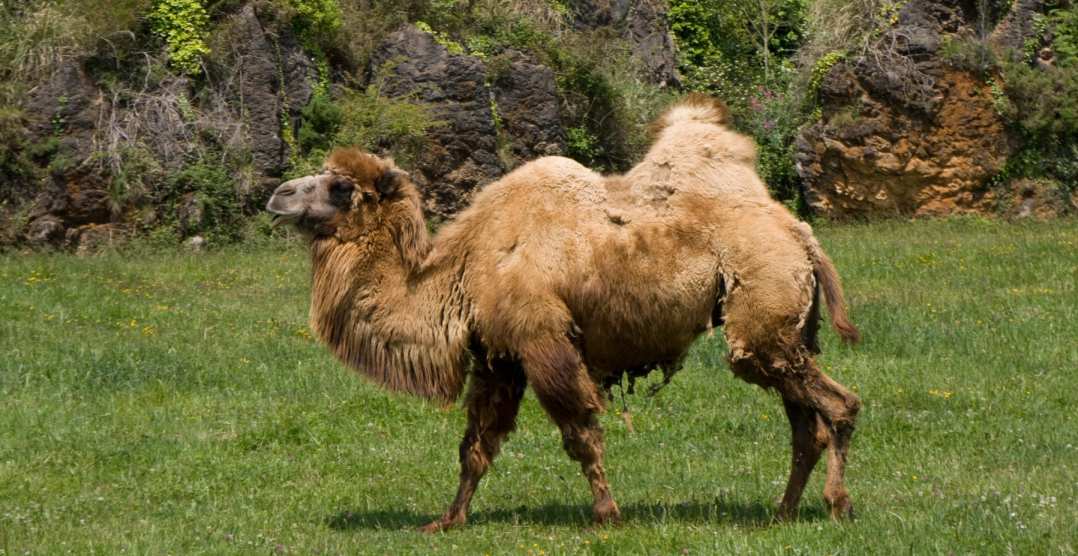 El camello bactriano: características, hábitat, reproducción y ...