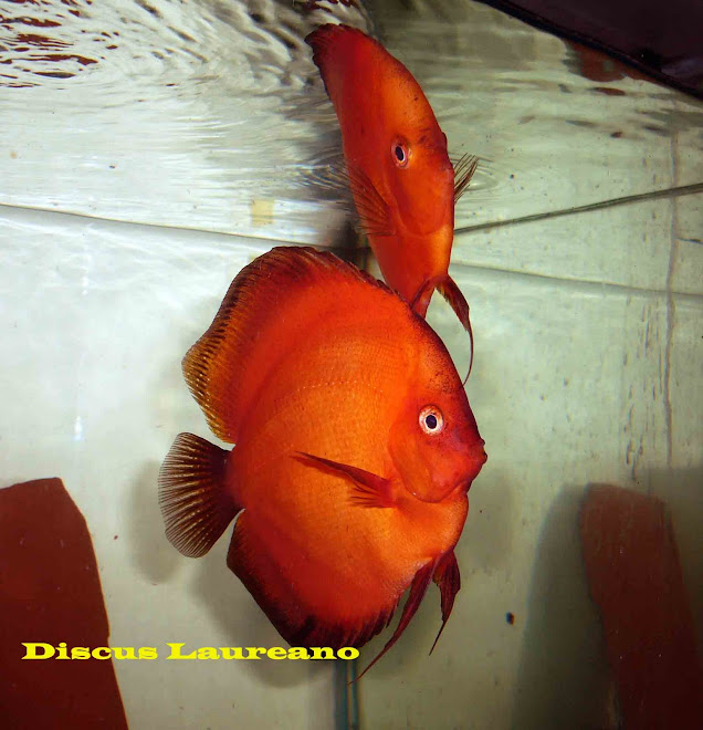 Discus Laureano