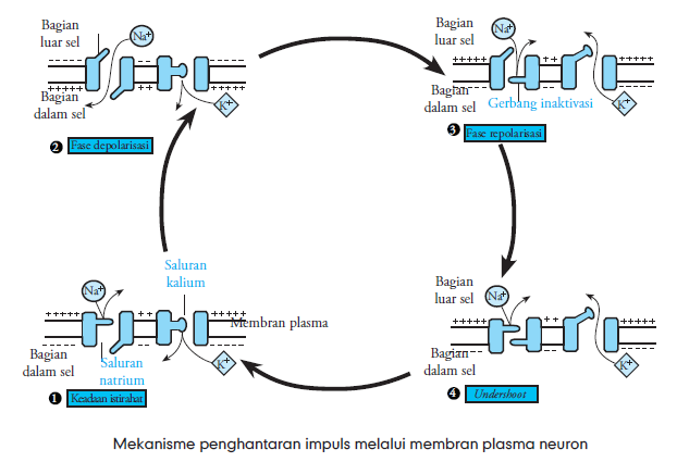 Enjoy This Life!: Makalah Anatomi Fisiolologi Sistem Saraf