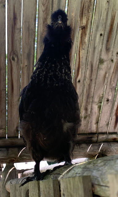 This’N’That Family Farm: Chicken Breeds; The Unique Ones and the Dependable