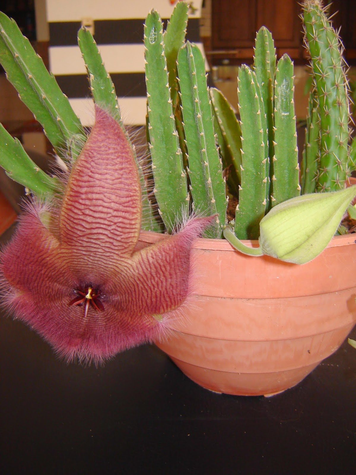 tutuna mituna: Stapelia / Flor estrella