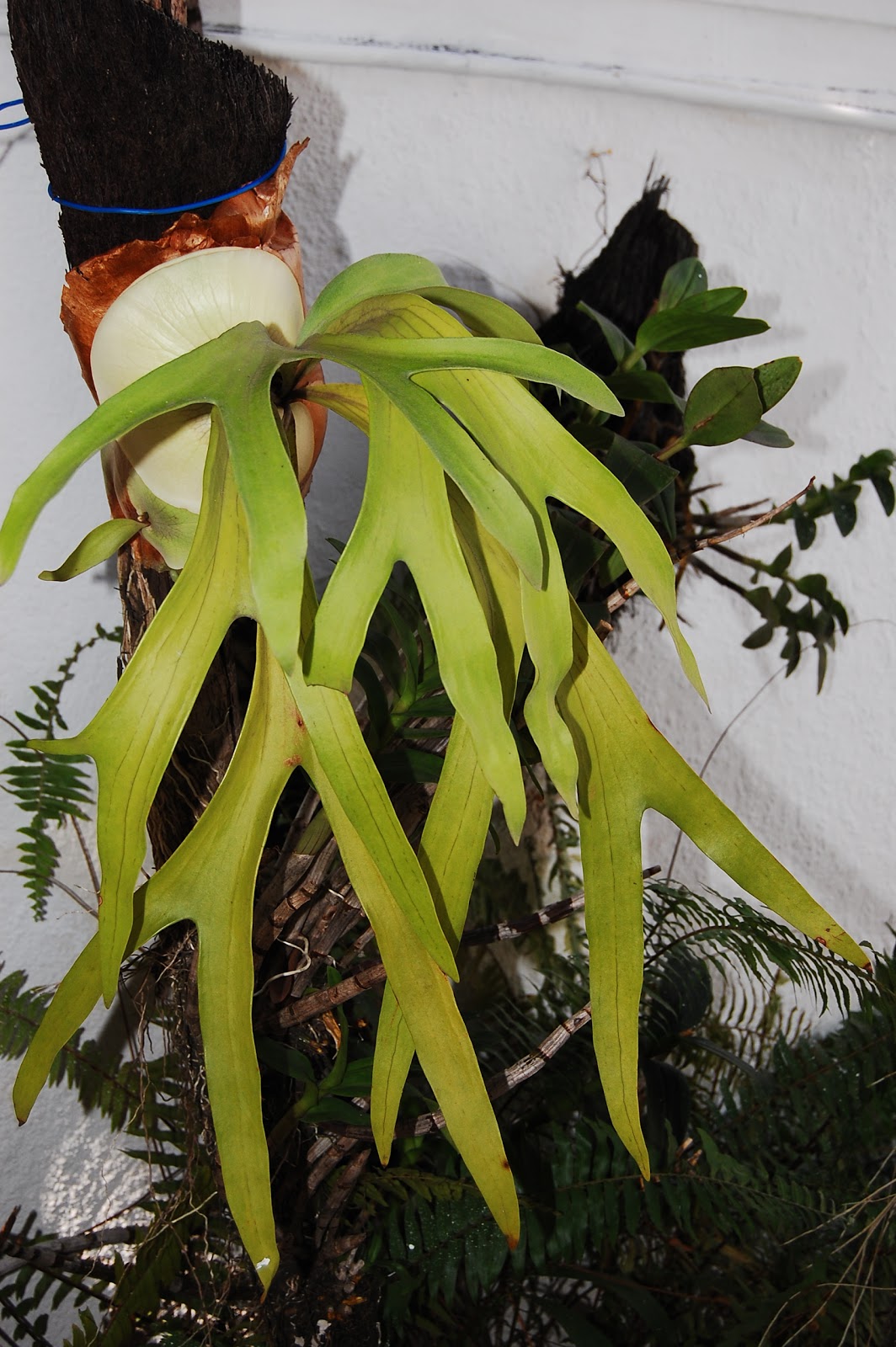 Espacio dedicado a la naturaleza: Cuerno de Alce ( Platycerium bifurcatum)