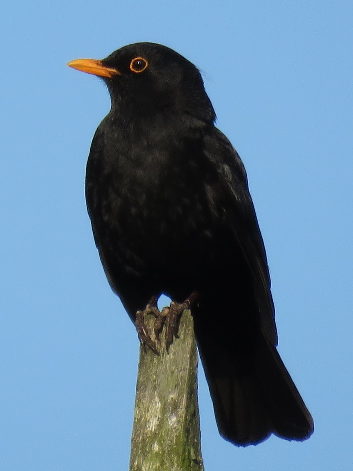 Mine naturfotos: Smukke solsort