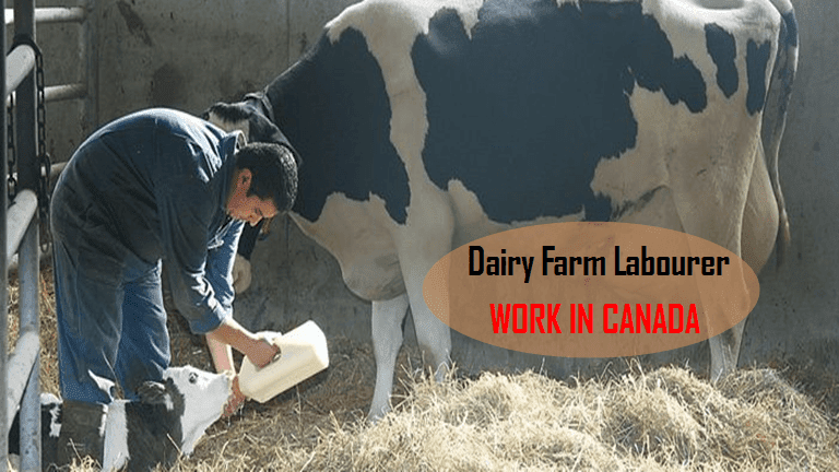 Dairy Farm Labourer Work in canada