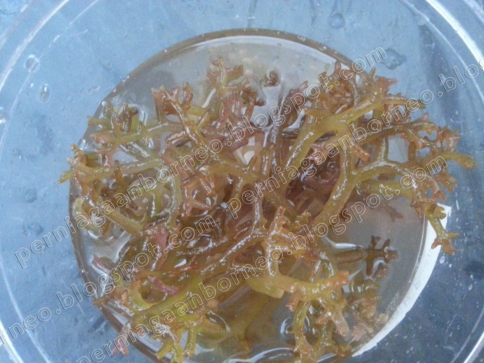 Galeri Kami ~ Pembekal Rumpai Laut/ Agar - agar Laut Semporna Gred No ...