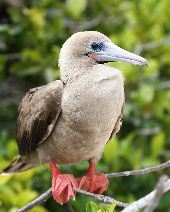 RED FOOTED BOOBY photos - wallpapers | the fun bank