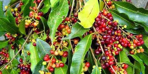 Pola Hidup Alami: Manfaat Buah Buni
