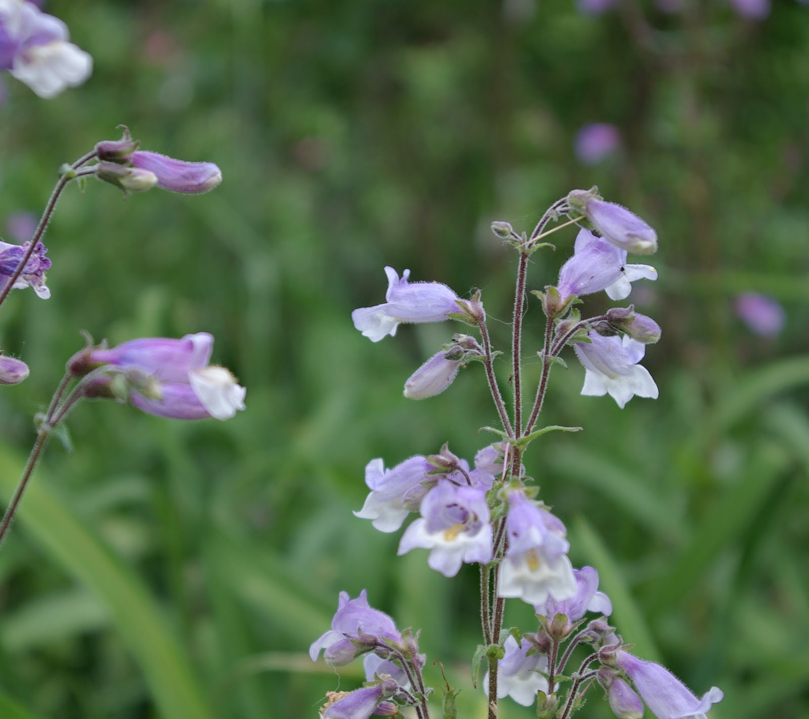 sweetbay: Penstemons