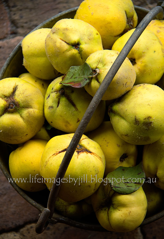 Life Images by Jill: The Quince - symbol of love in ancient Greece and Rome