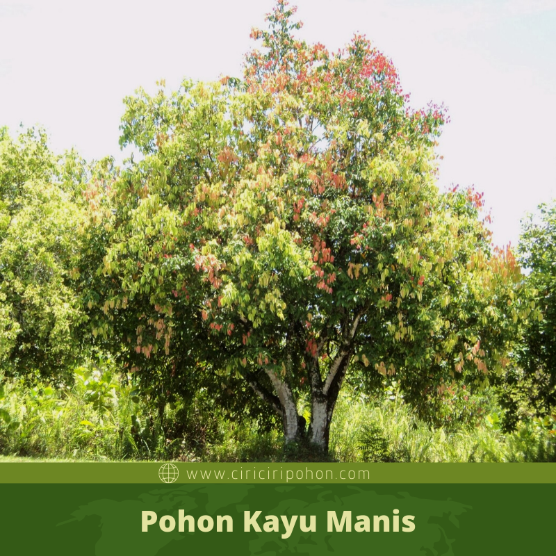 Ciri Ciri dan Bentuk Pohon Kayu Manis Di Alam Liar - Ciriciripohon.com